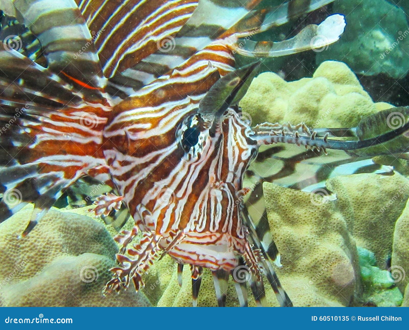 Lion Fish stock image. Image of fish, coral, diving, scuba - 60510135