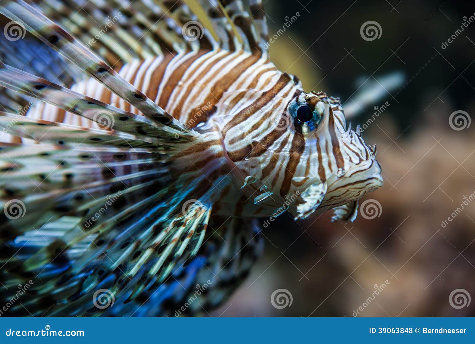 Lion fish stock photo. Image of beautiful, deep, deadly - 39063848