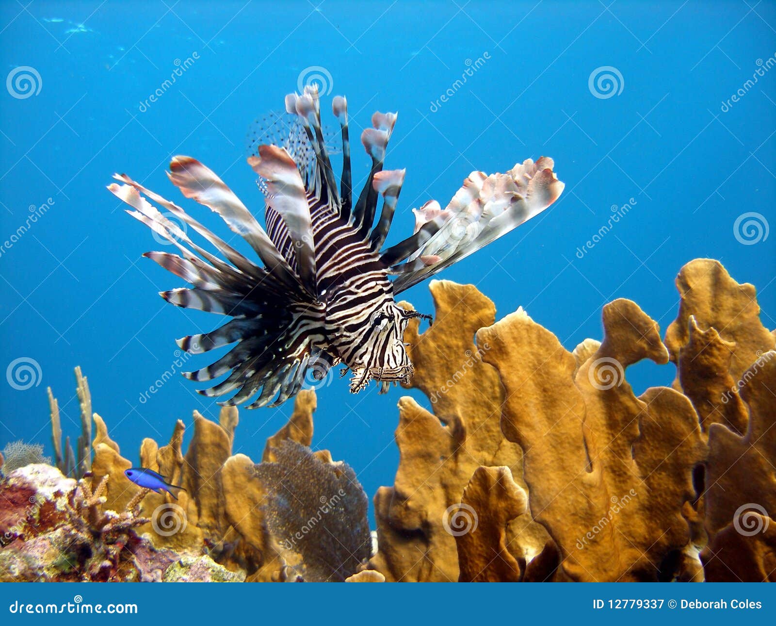 Lion Fish, deadly predator stock image. Image of corals - 12779337