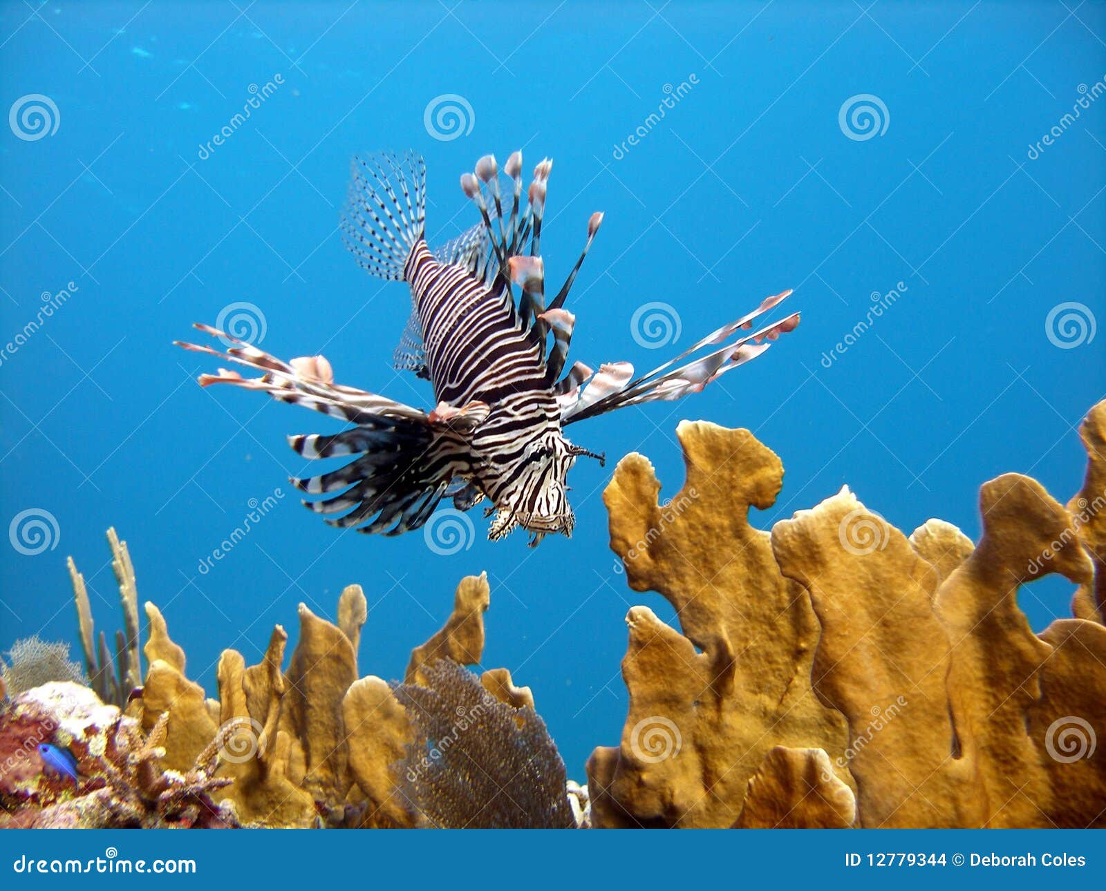 Lion Fish, deadly predator stock photo. Image of bright - 12779344