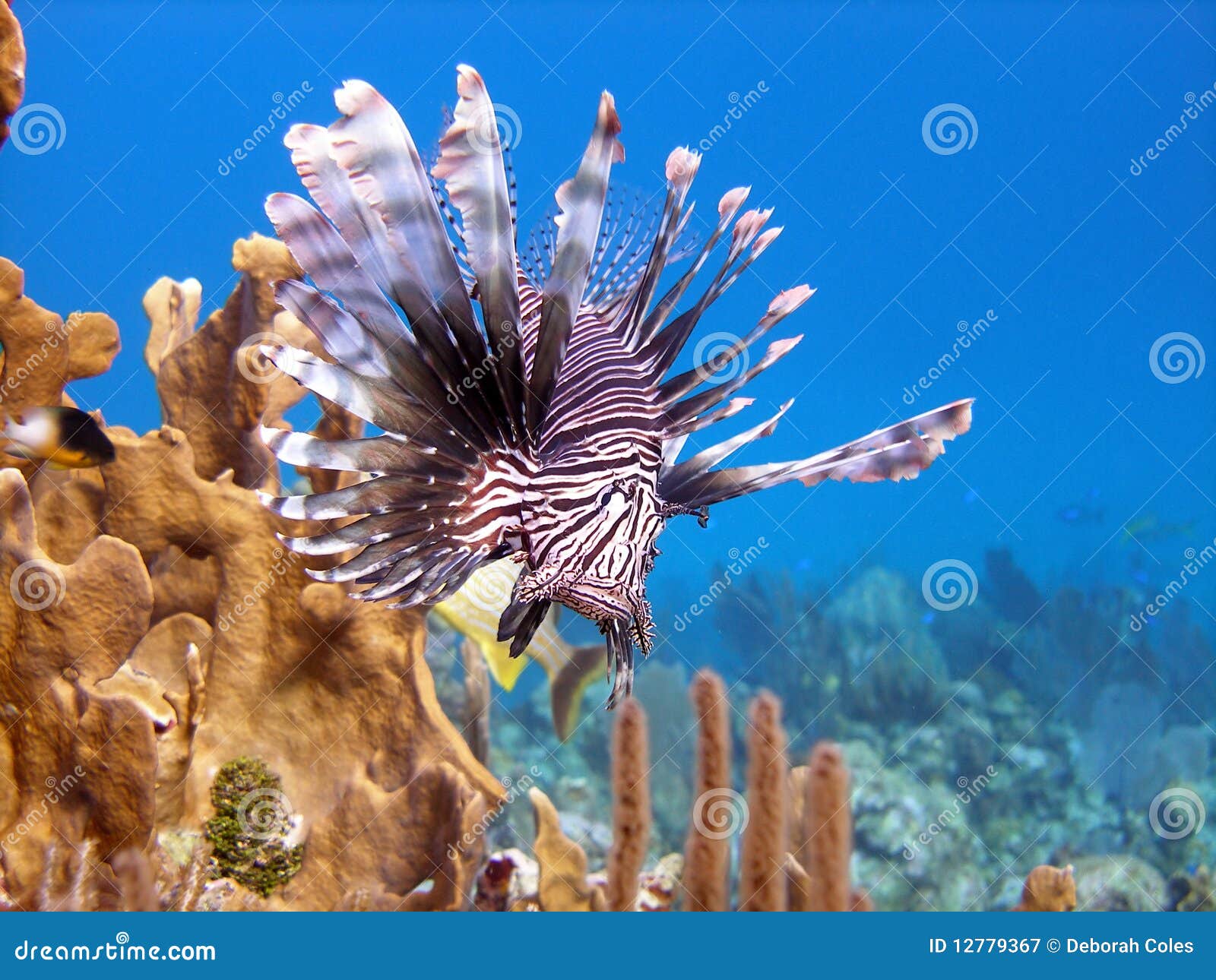 Lion Fish, deadly predator stock image. Image of ocean - 12779367