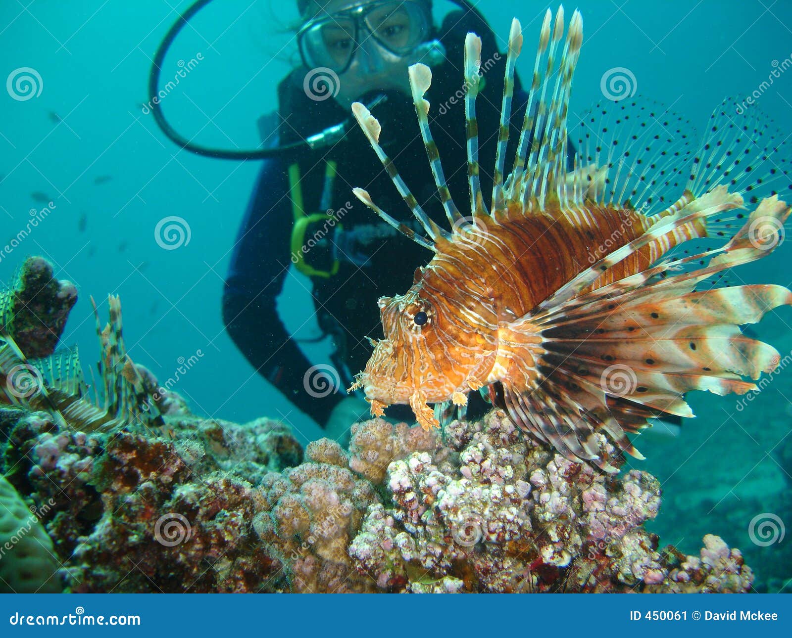 Lion Fish with Diver stock image. Image of padi, hunting - 450061