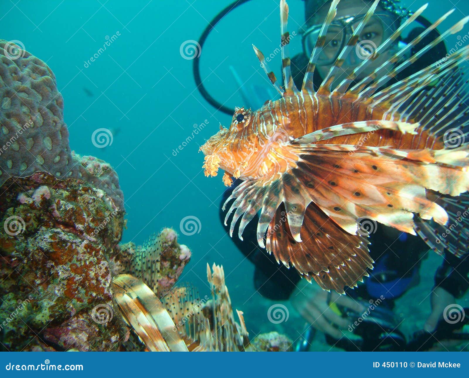 Lion Fish & Divers stock photo. Image of underwater - 450110