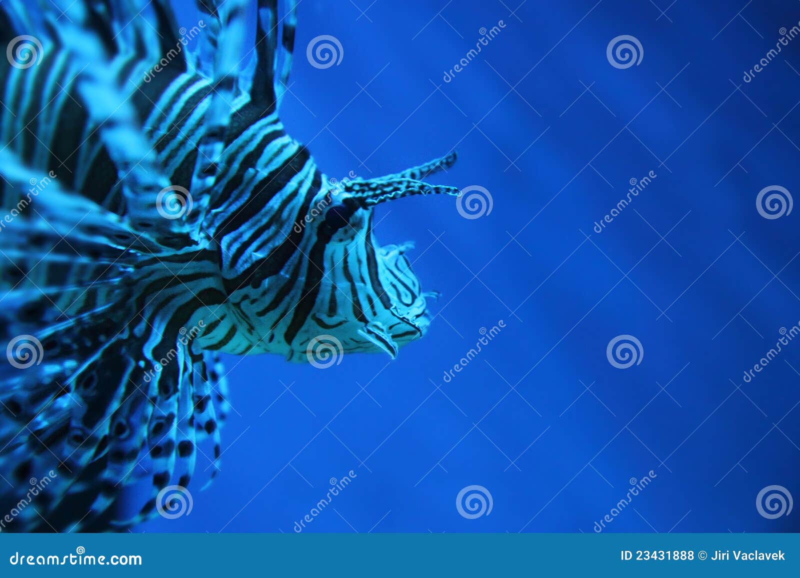 Lion Fish (dragonfish, Scorpionfish) Stock Photo - Image of lionfish ...