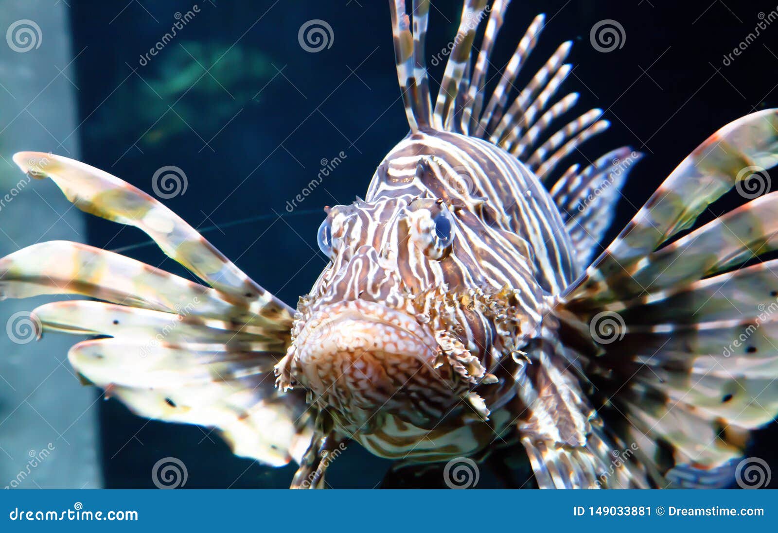 Beauty and Venomous Lion Fish Stock Image - Image of aquarium, coral ...