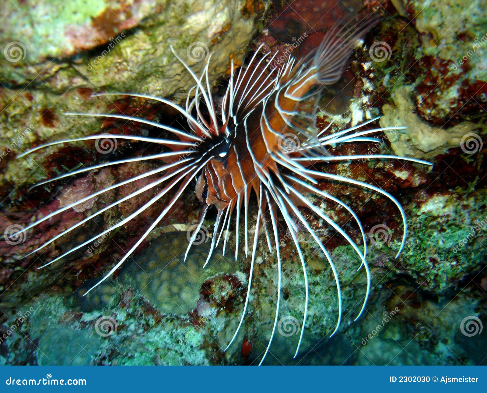 Lion fish from overhead stock photo. Image of wood, reef - 2302030