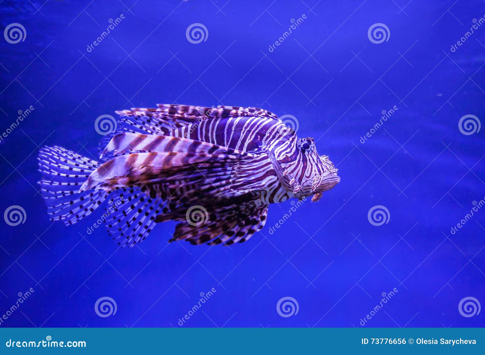 Lion Fish (Red Firefish) in Aquarium Stock Photo - Image of blue ...