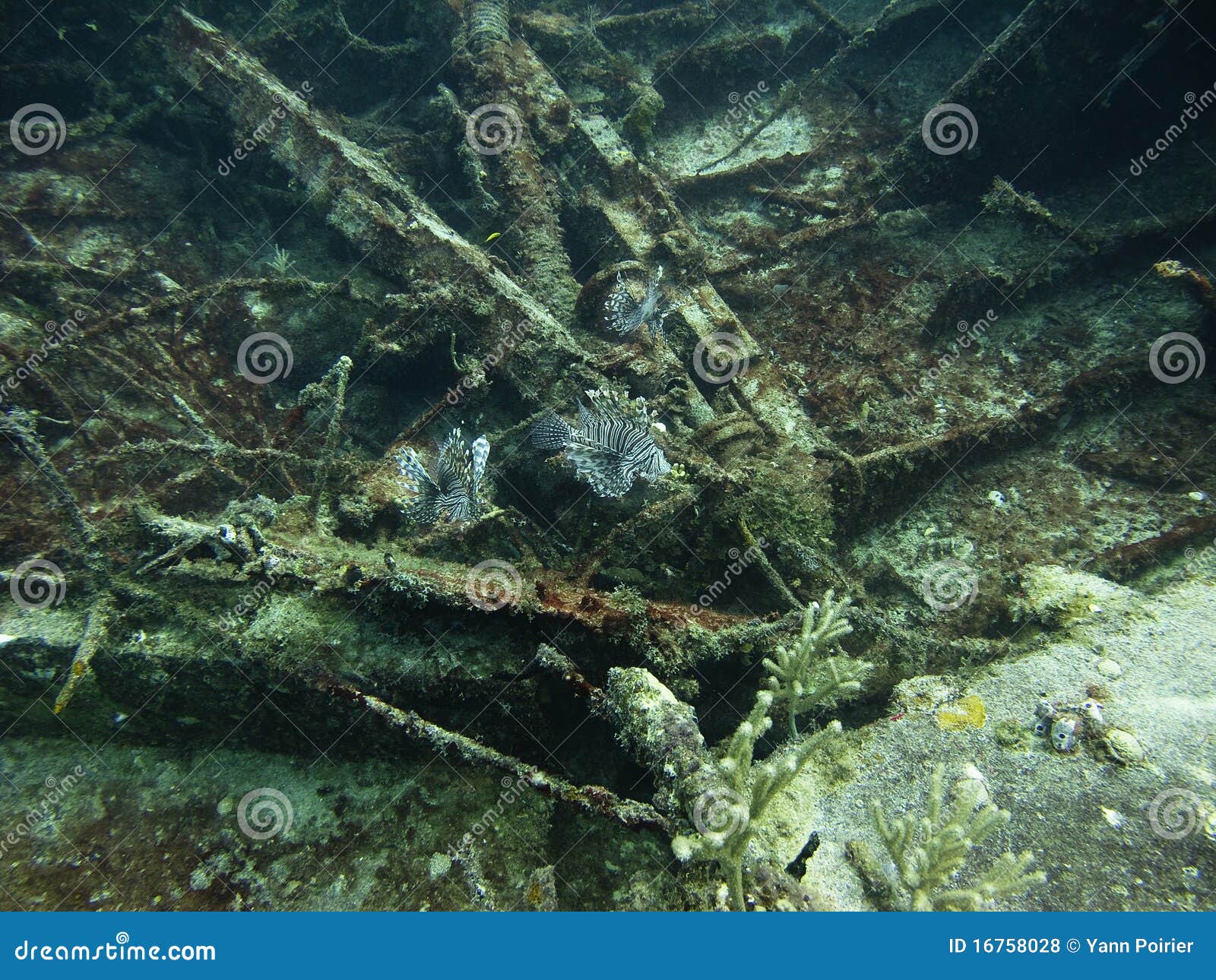 Lion fish in a shipwreck stock photo. Image of scuba - 16758028