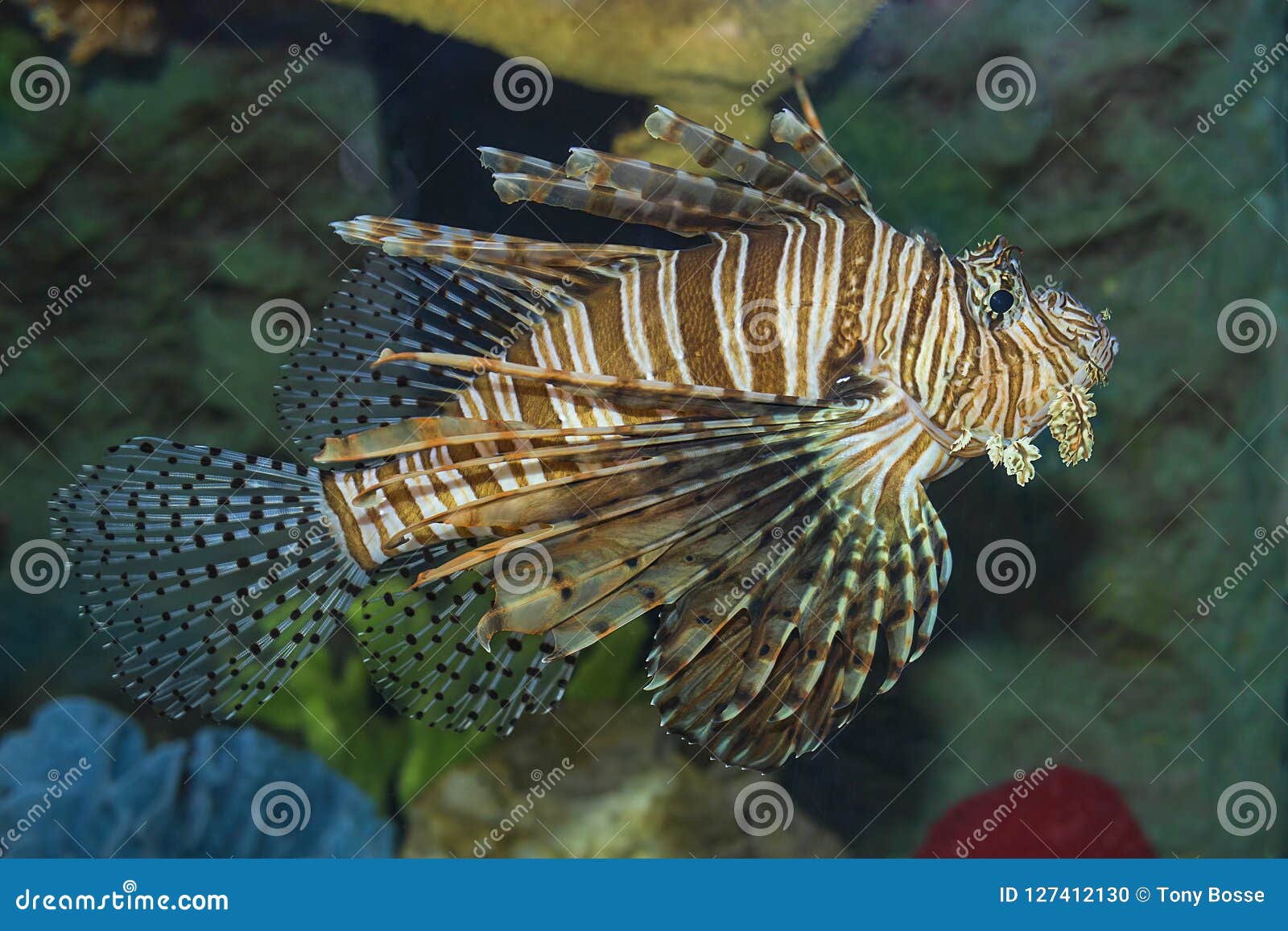 Spiney Fish Known As The Striped Burrfish Swimming Underwater Royalty ...