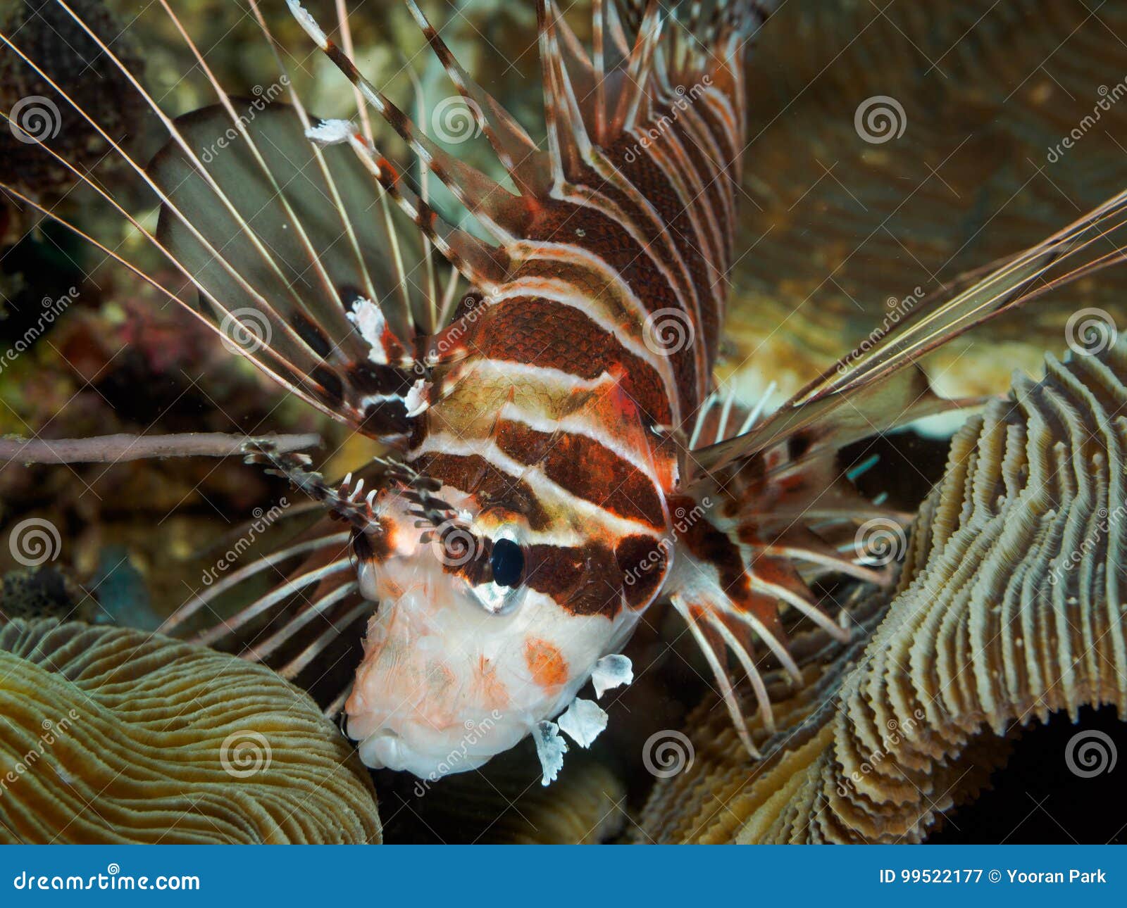 Lion fish at underwater stock image. Image of scuba, diving - 99522177