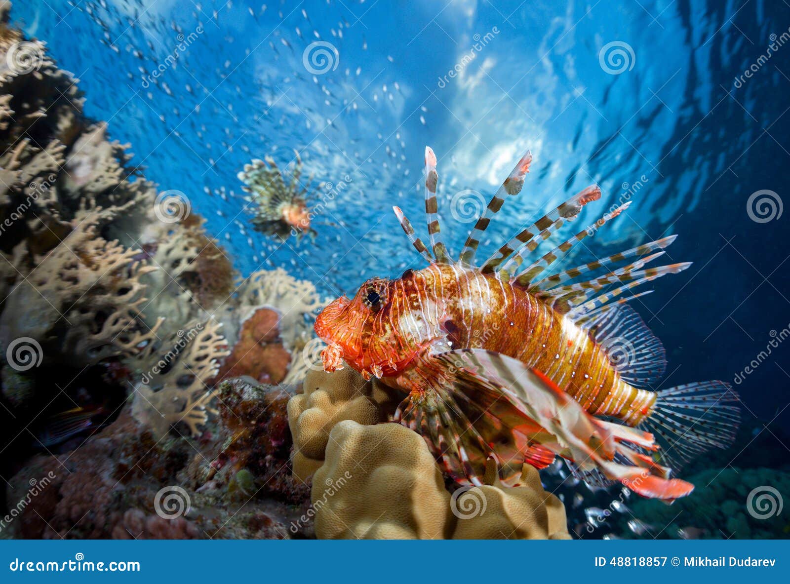 Lion fish stock image. Image of reef, tropical, colorful - 48818857