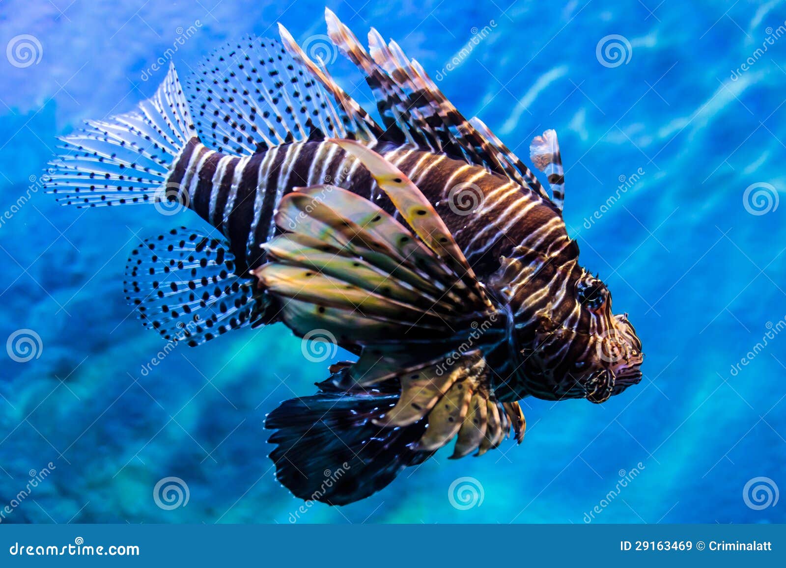 Lion fish in the water stock image. Image of aquatic - 29163469