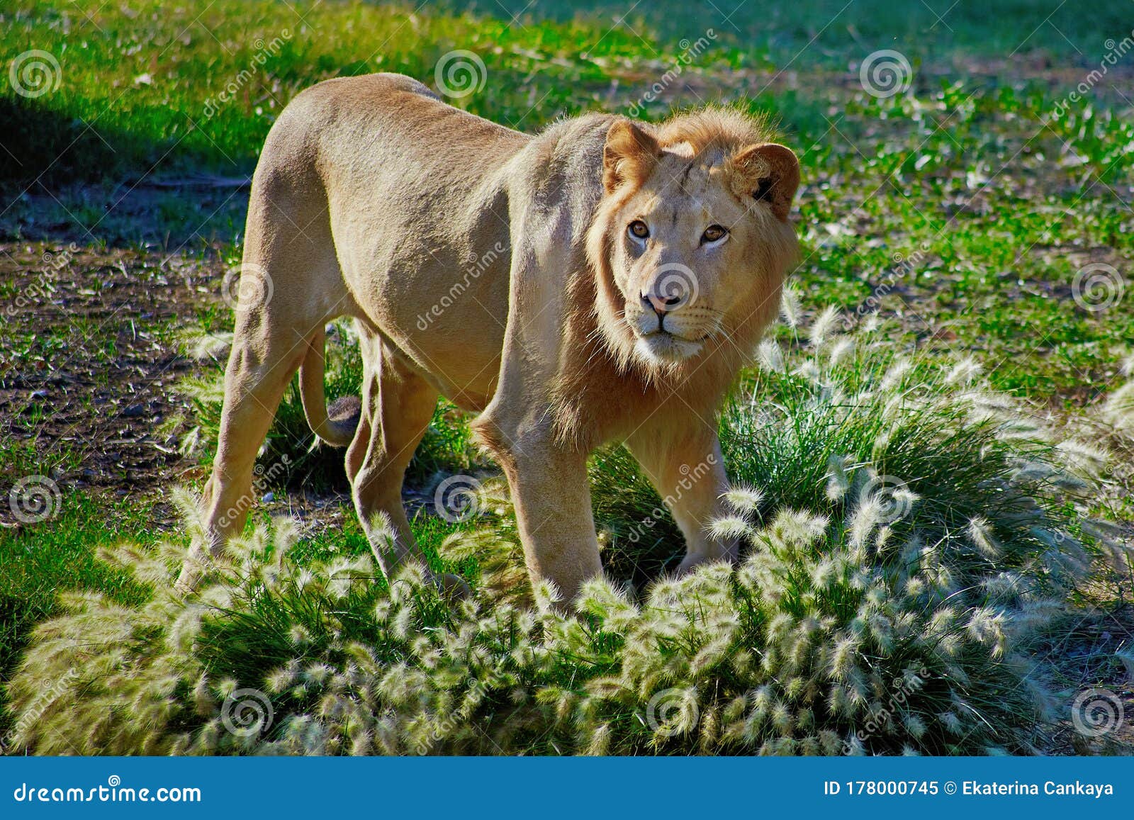 Lion in flowers stock image. Image of blue, curious - 178000745