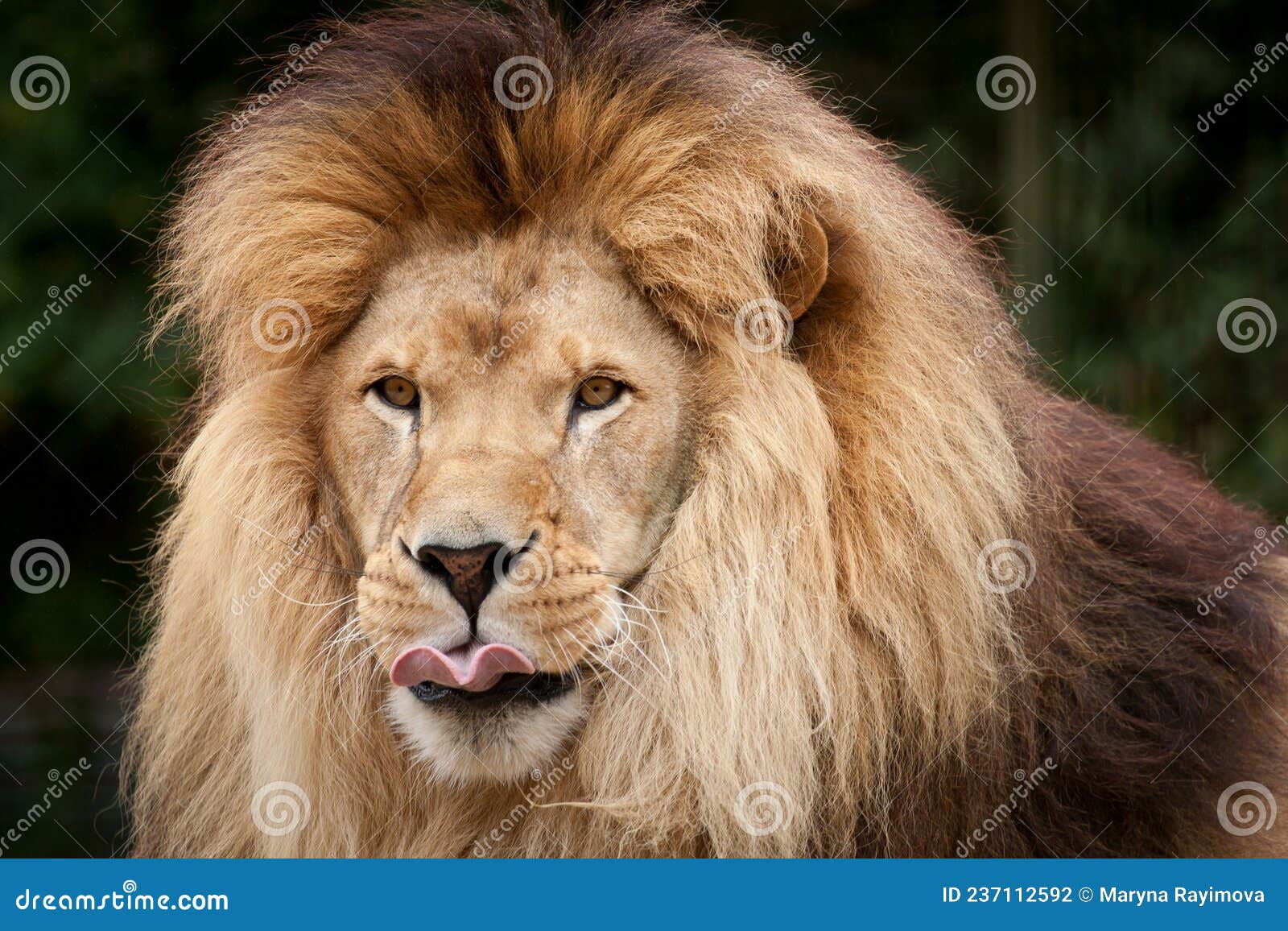 Lion with a fluffy mane. stock photo. Image of dangerous - 237112592