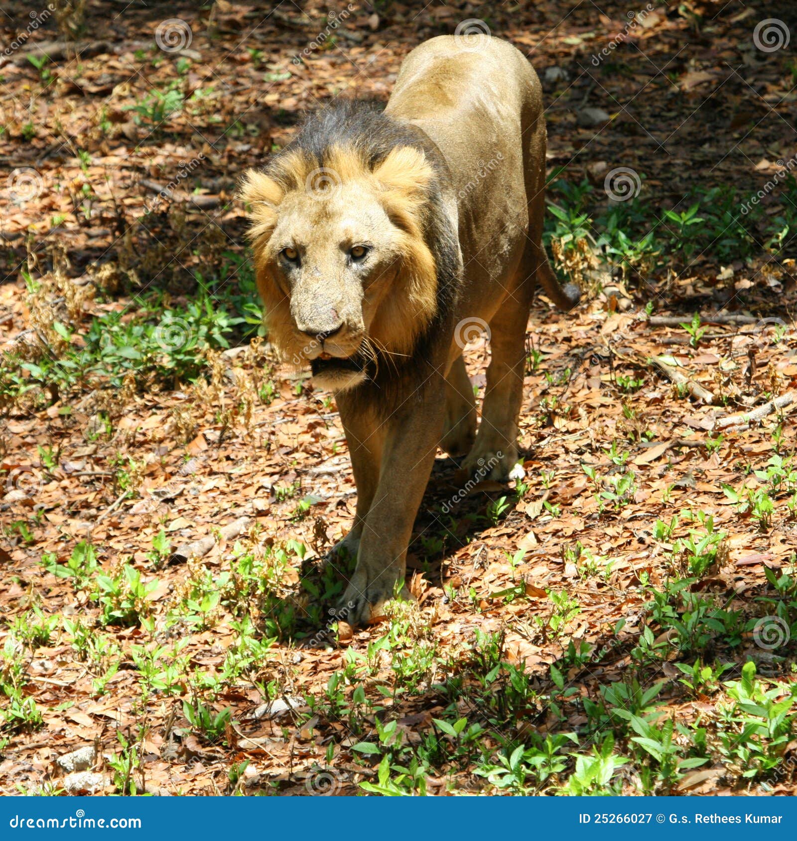 Lion in forest stock image. Image of majestic, asia, animals - 25266027