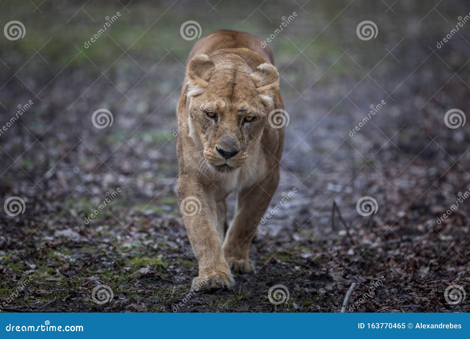 Lion in the forest stock image. Image of isolated, power - 163770465
