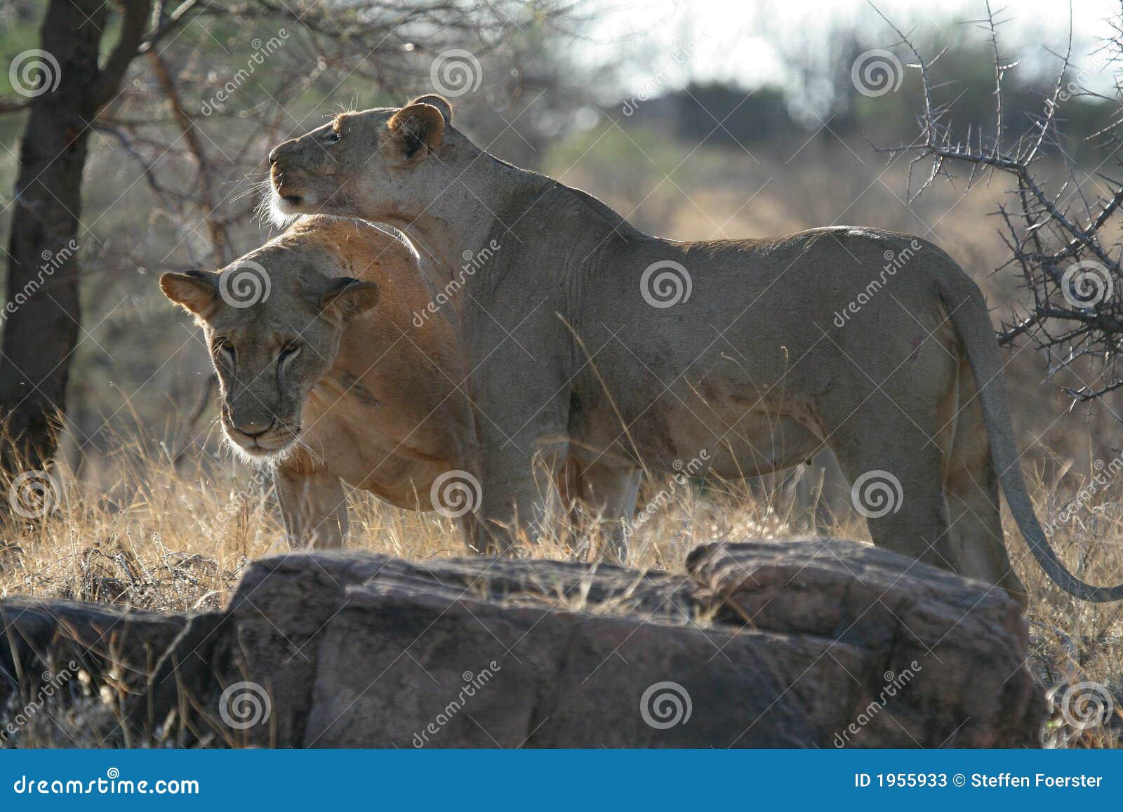 Lion Friends stock image. Image of felid, safari, felidae - 1955933