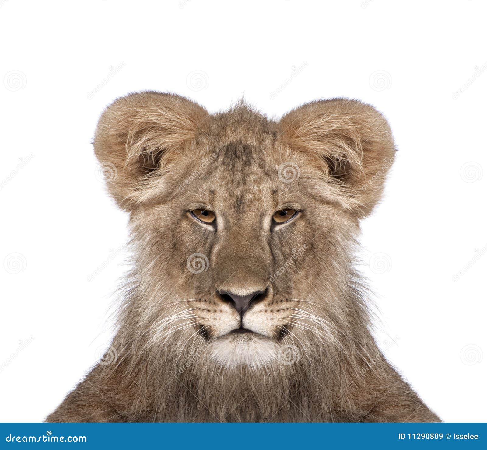 Lion in Front of White Background Stock Image - Image of headshot ...