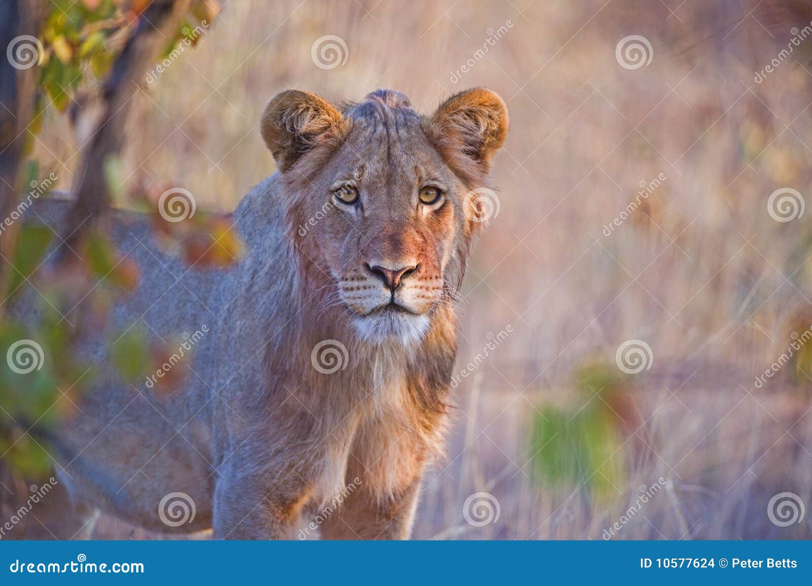 Lion Frown stock photo. Image of sunrise, safari, big5 - 10577624