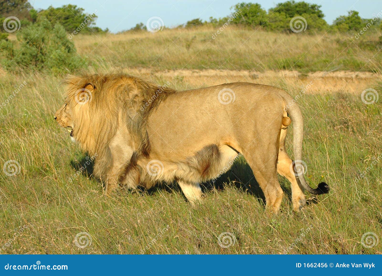 Lion in game reserve stock photo. Image of lion, mammal - 1662456