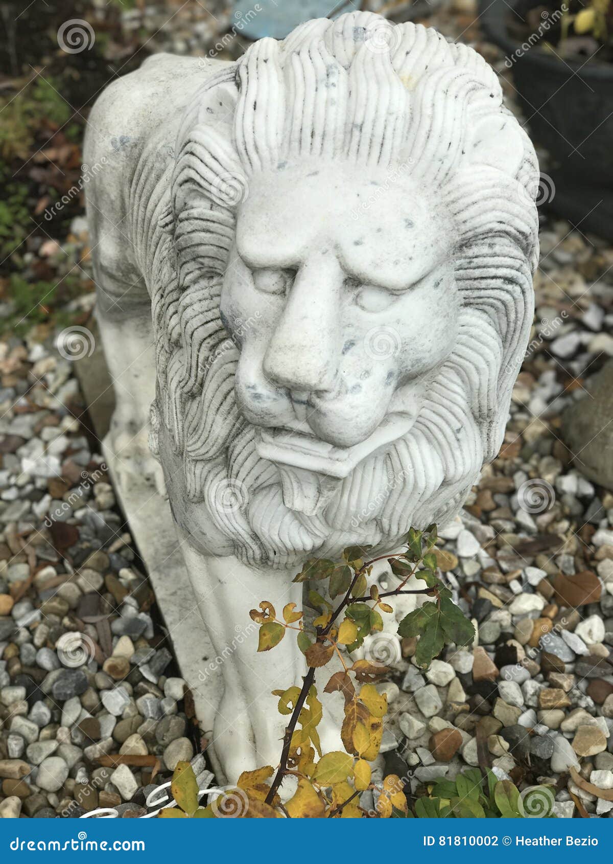 Lion on Gaurd stock photo. Image of lion, gaurd, stone - 81810002