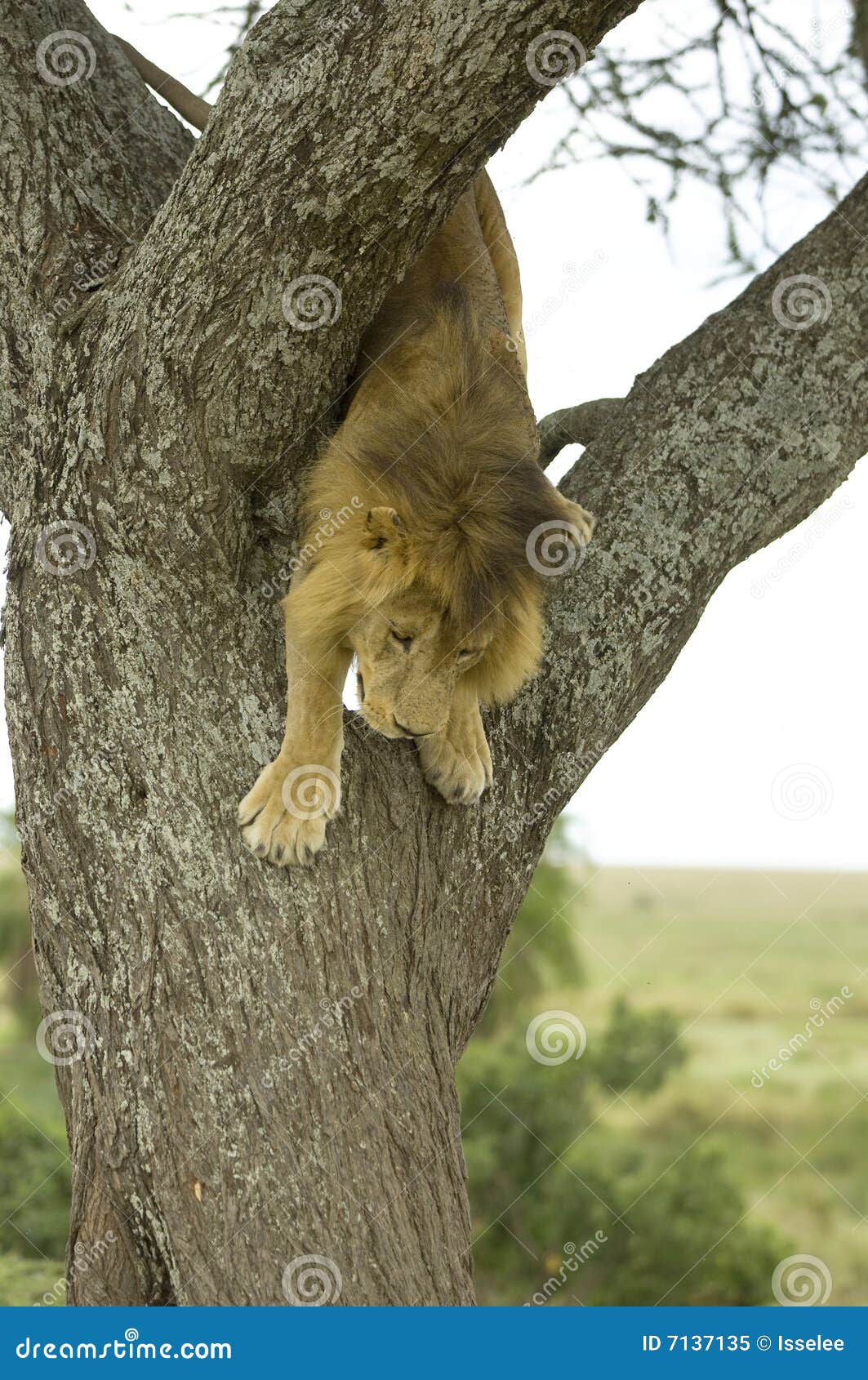 Lion going down a tree stock image. Image of herbivorous - 7137135