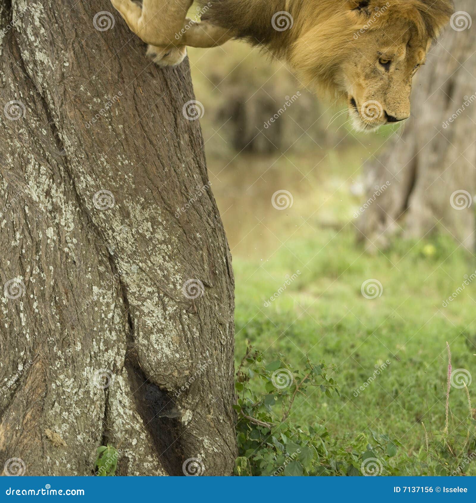 Lion going down a tree stock photo. Image of reserve, mammal - 7137156