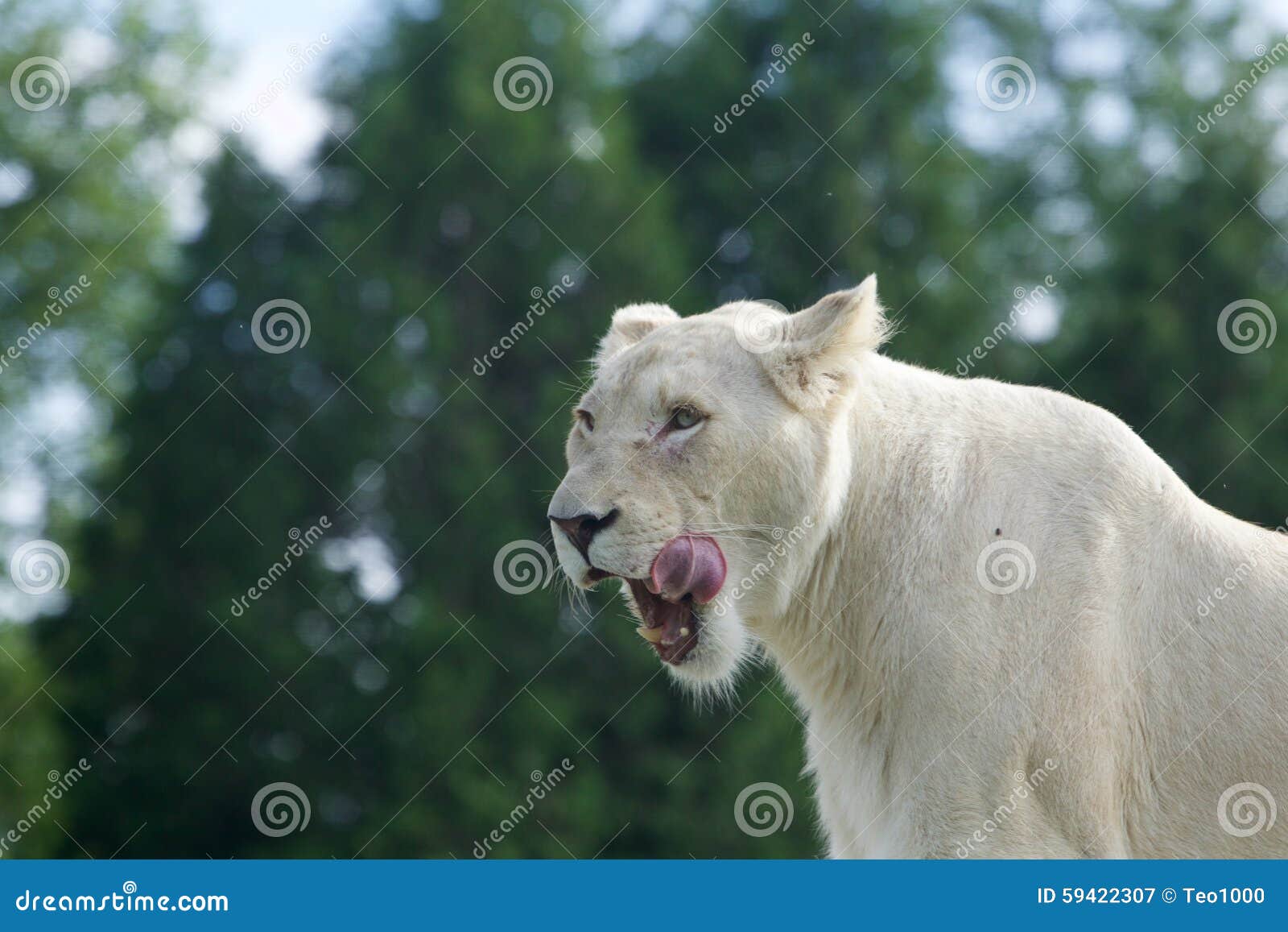 The Lion is Going To Eat Someone Stock Image - Image of wildlife ...