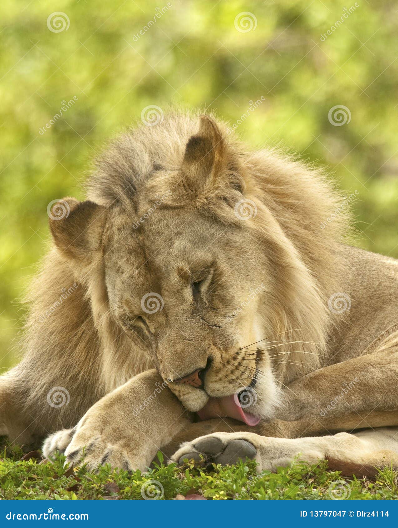 Lion Grooming stock image. Image of clean, feline, mane - 13797047