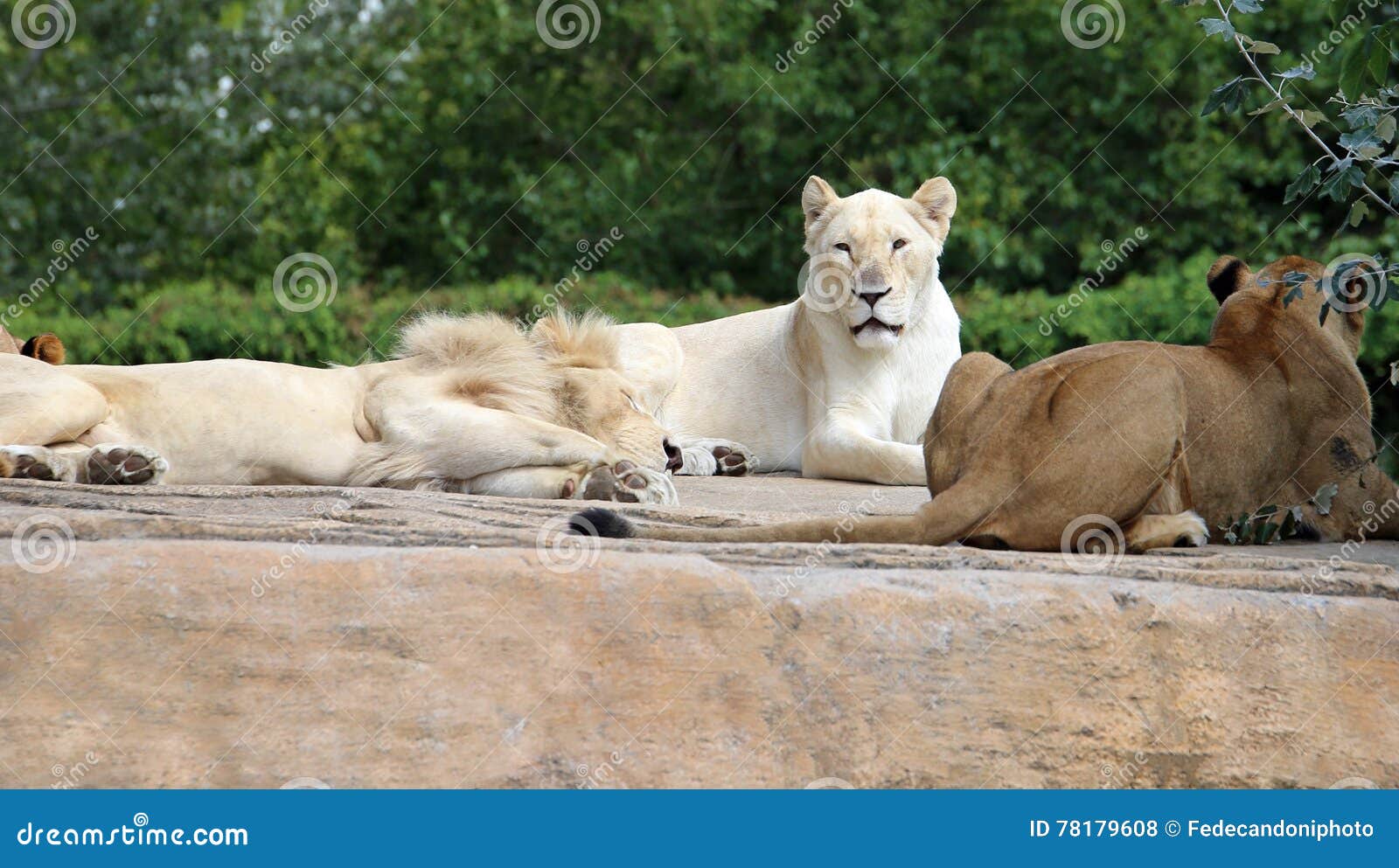 Lion Group with Great White Lioness Stock Photo - Image of group, fauna ...