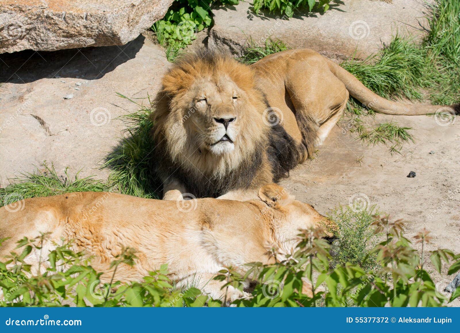 Lion Guards the Sleep of a Lioness Stock Photo - Image of love, lion ...