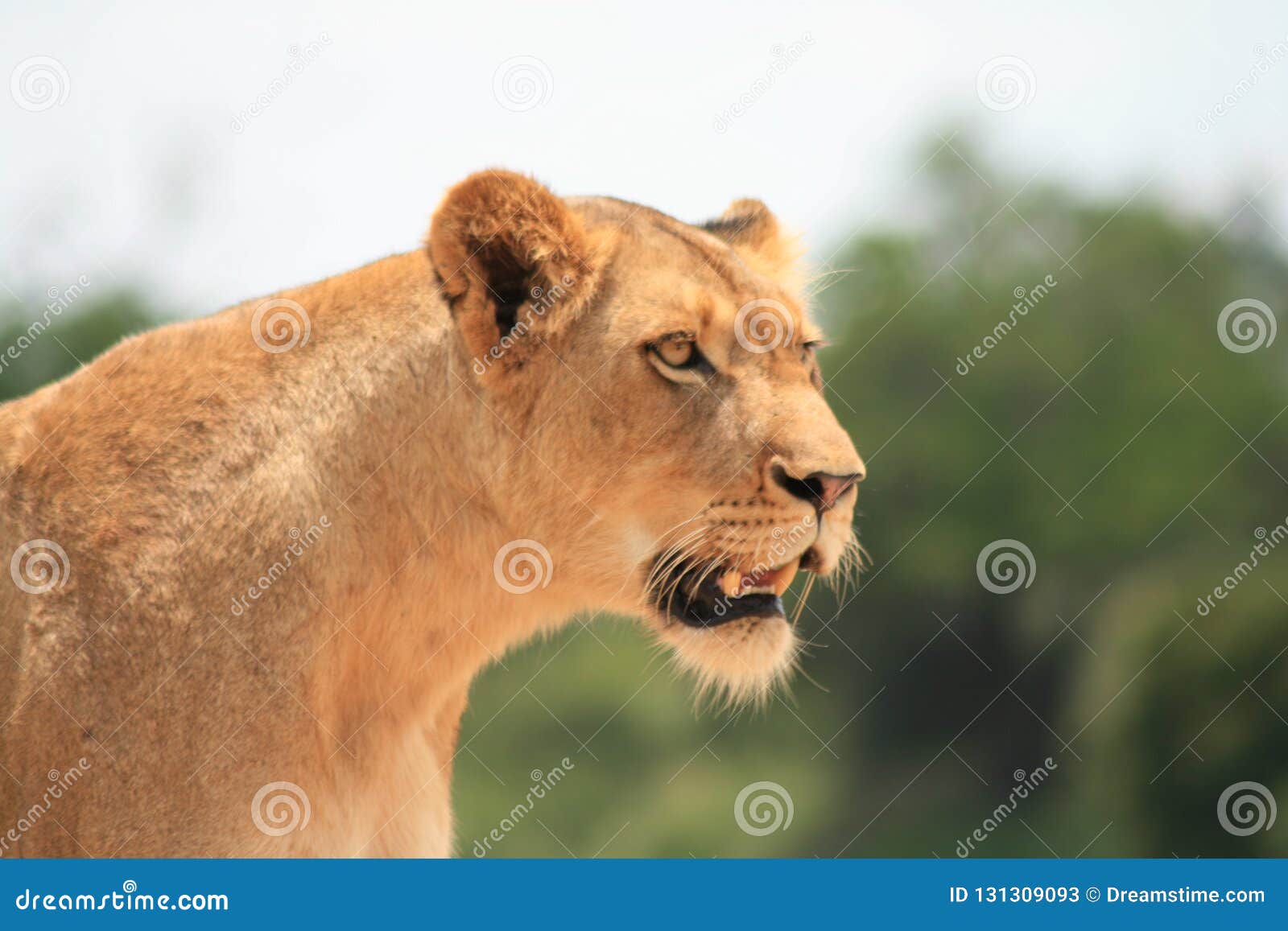 Lion Has Her Sight on the Prey Stock Image - Image of africa, thislook ...