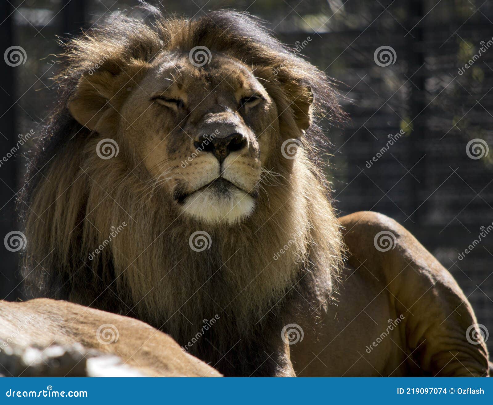 The Lion Has a Thick Tan and Black Mane Stock Photo - Image of nose ...