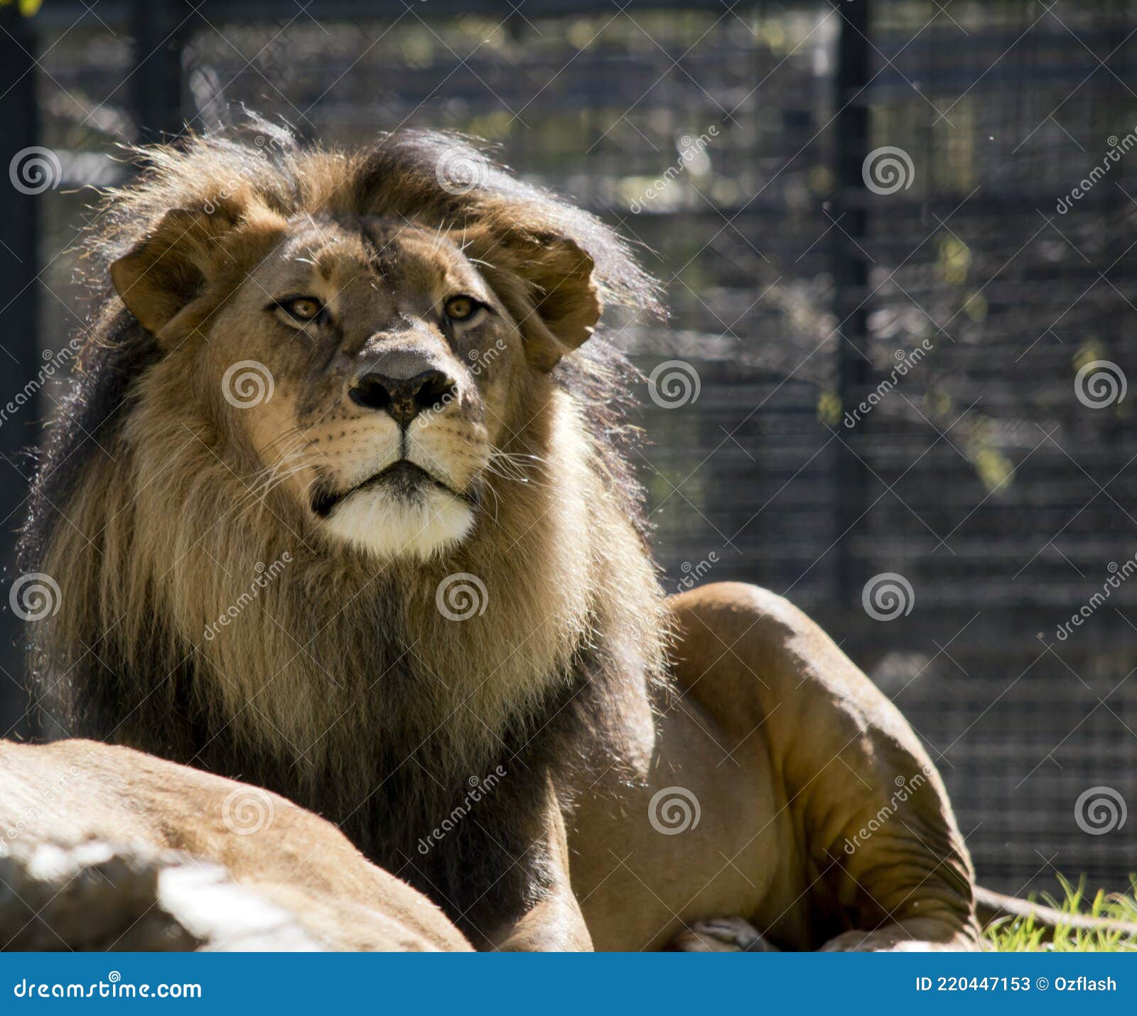 The Lion Has a Thick Tan and Black Mane Stock Image - Image of golden ...