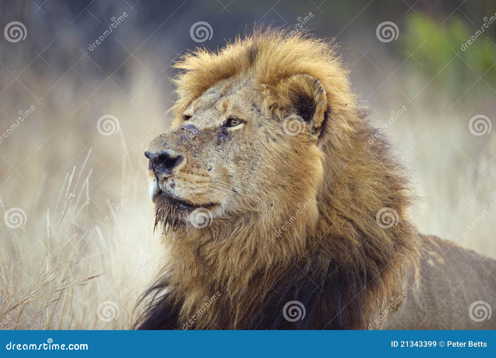 Lion Head stock image. Image of wildlife, grass, south - 21343399