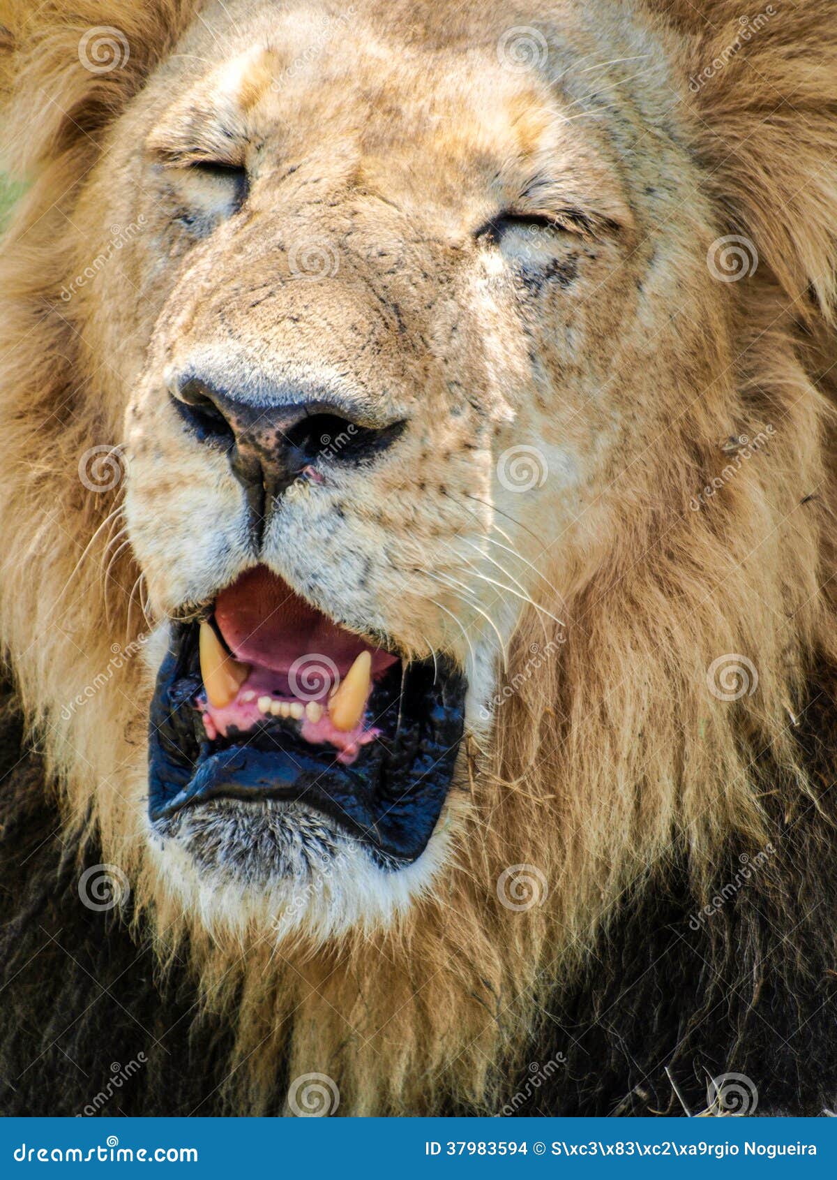 Lion head stock photo. Image of nature, mane, head, africa - 37983594
