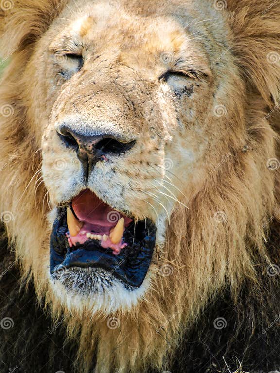 Lion head stock photo. Image of nature, mane, head, africa - 37983594