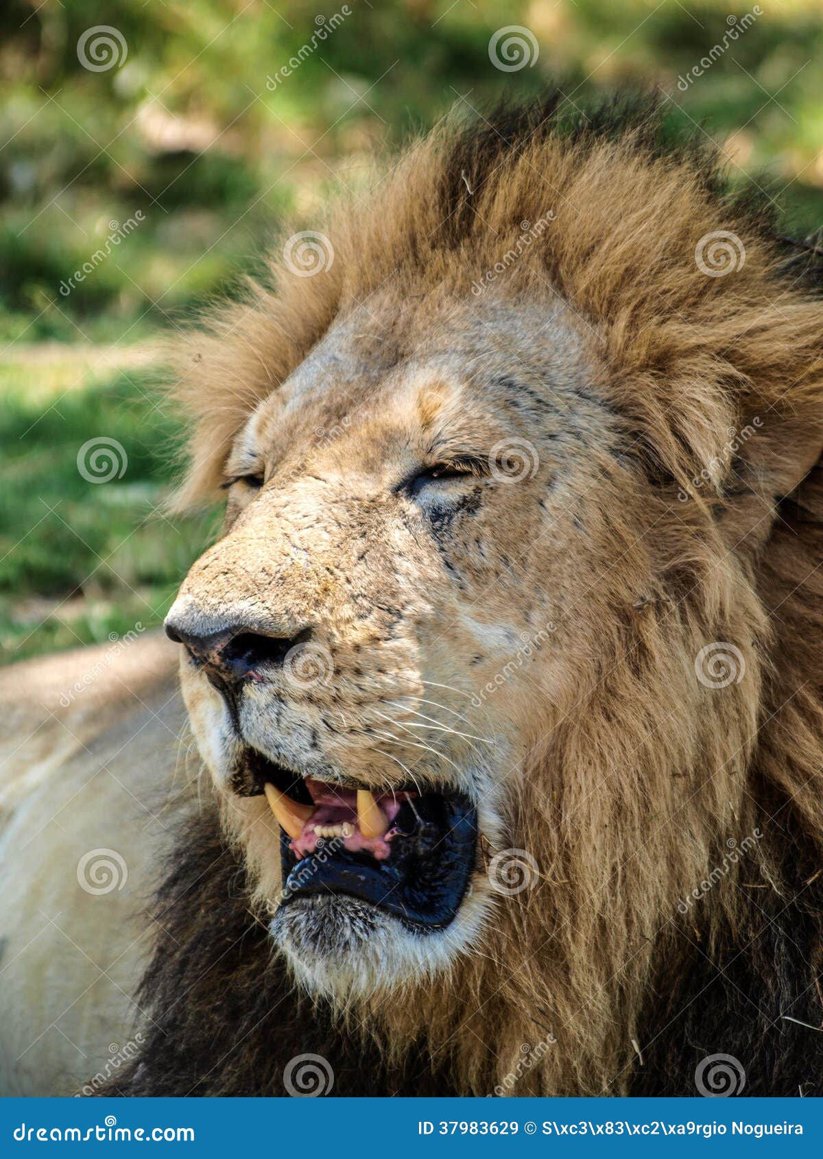 Lion head stock image. Image of safari, nature, africa - 37983629