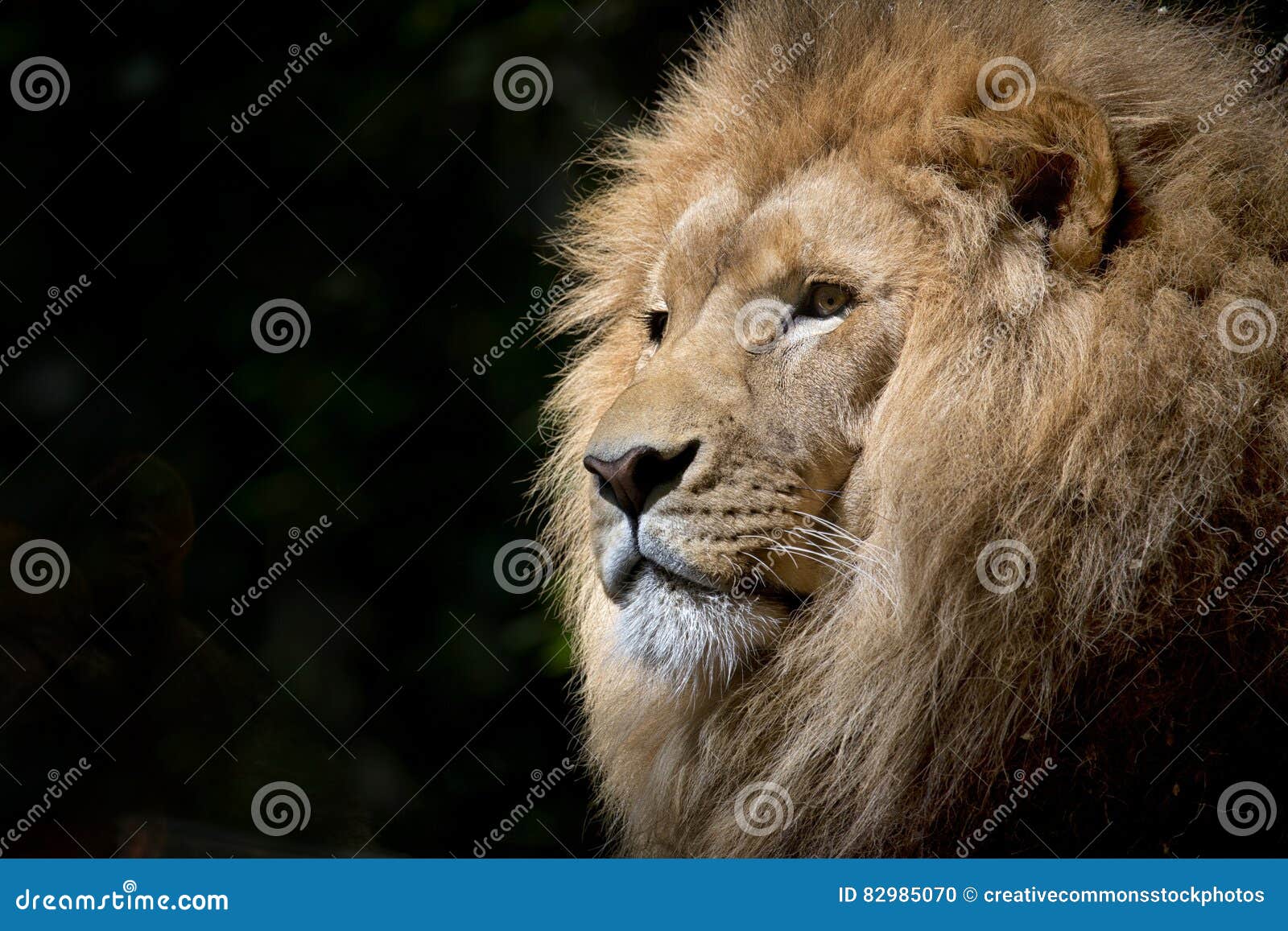 Lion Head Picture. Image: 82985070