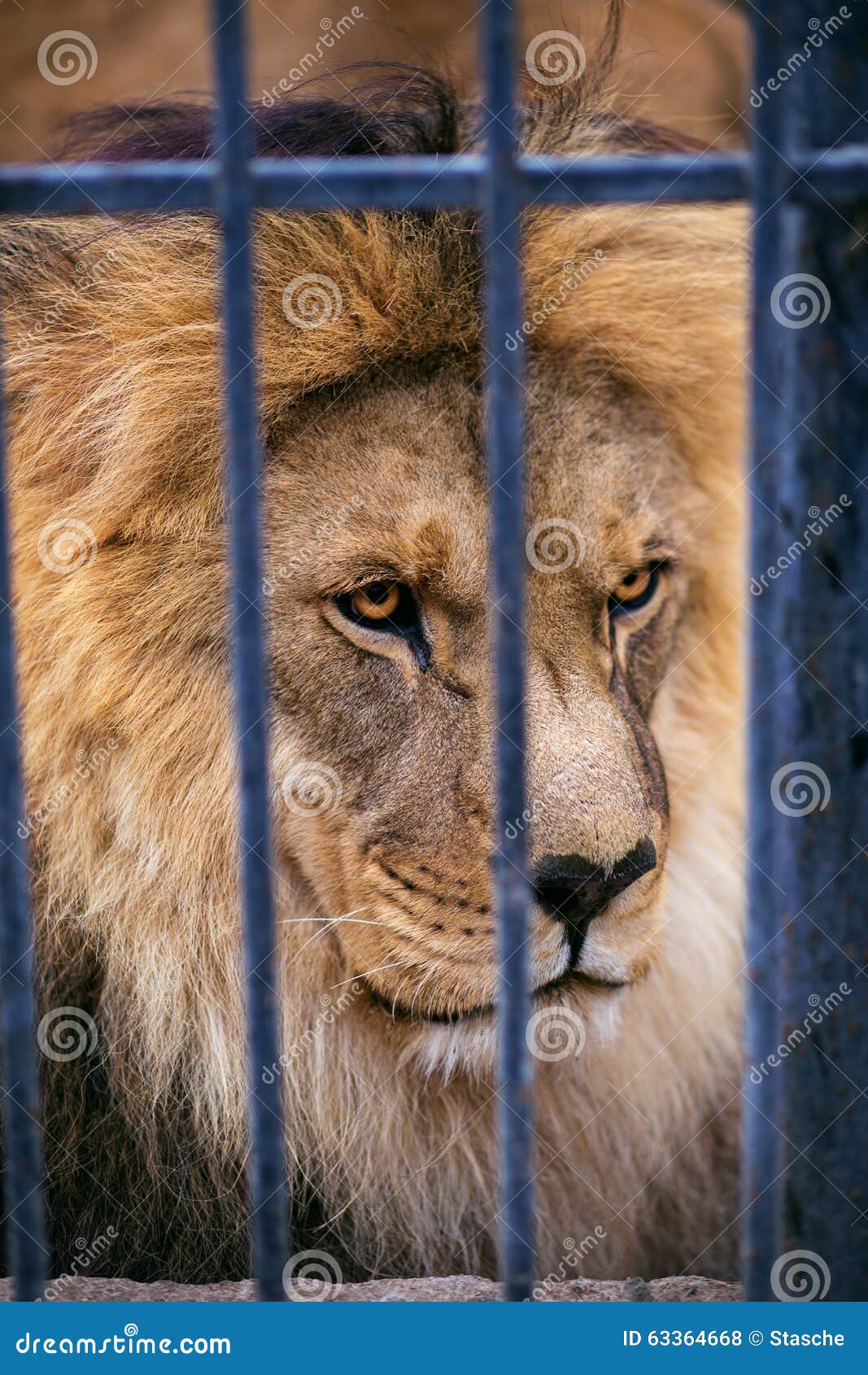 Lion Looking from Behind a Lattice Close-up Stock Photo - Image of ...