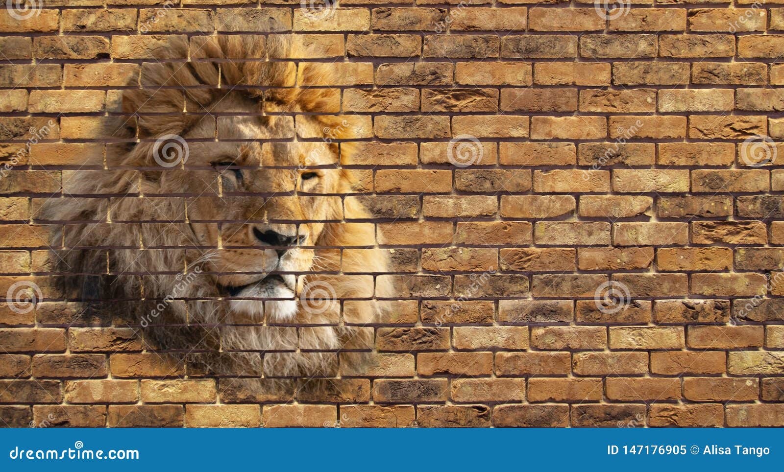 Lion head on brick wall stock image. Image of brick - 147176905