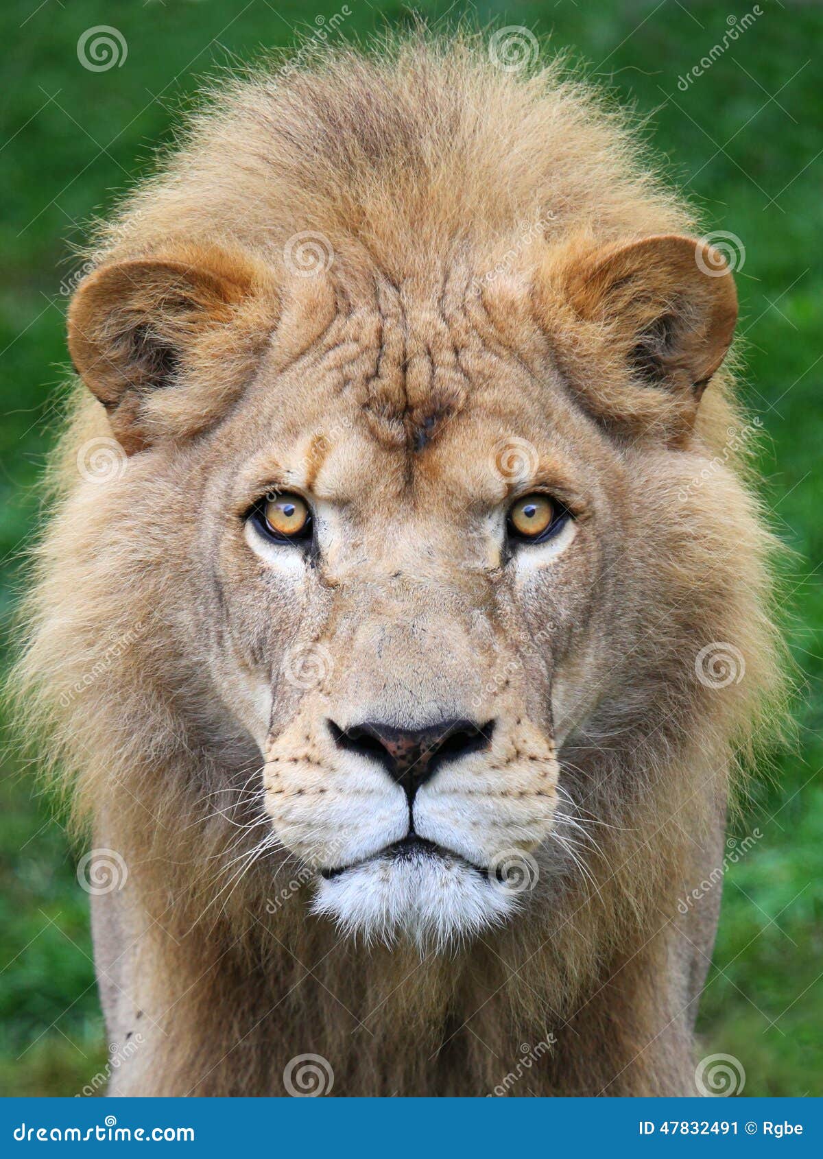 Lion Head Building Exterior Wall Sculptural Decoration Royalty-Free ...