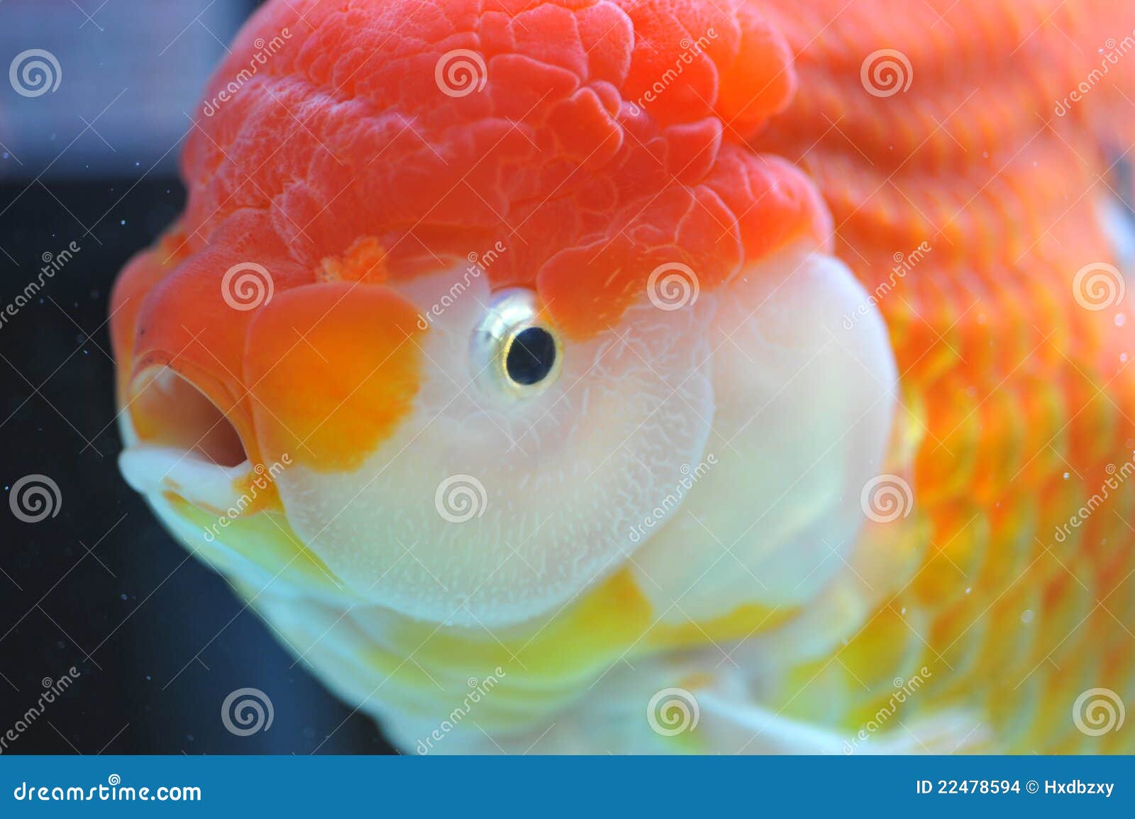 Lion head goldfish stock photo. Image of pose, pond, macro - 22478594