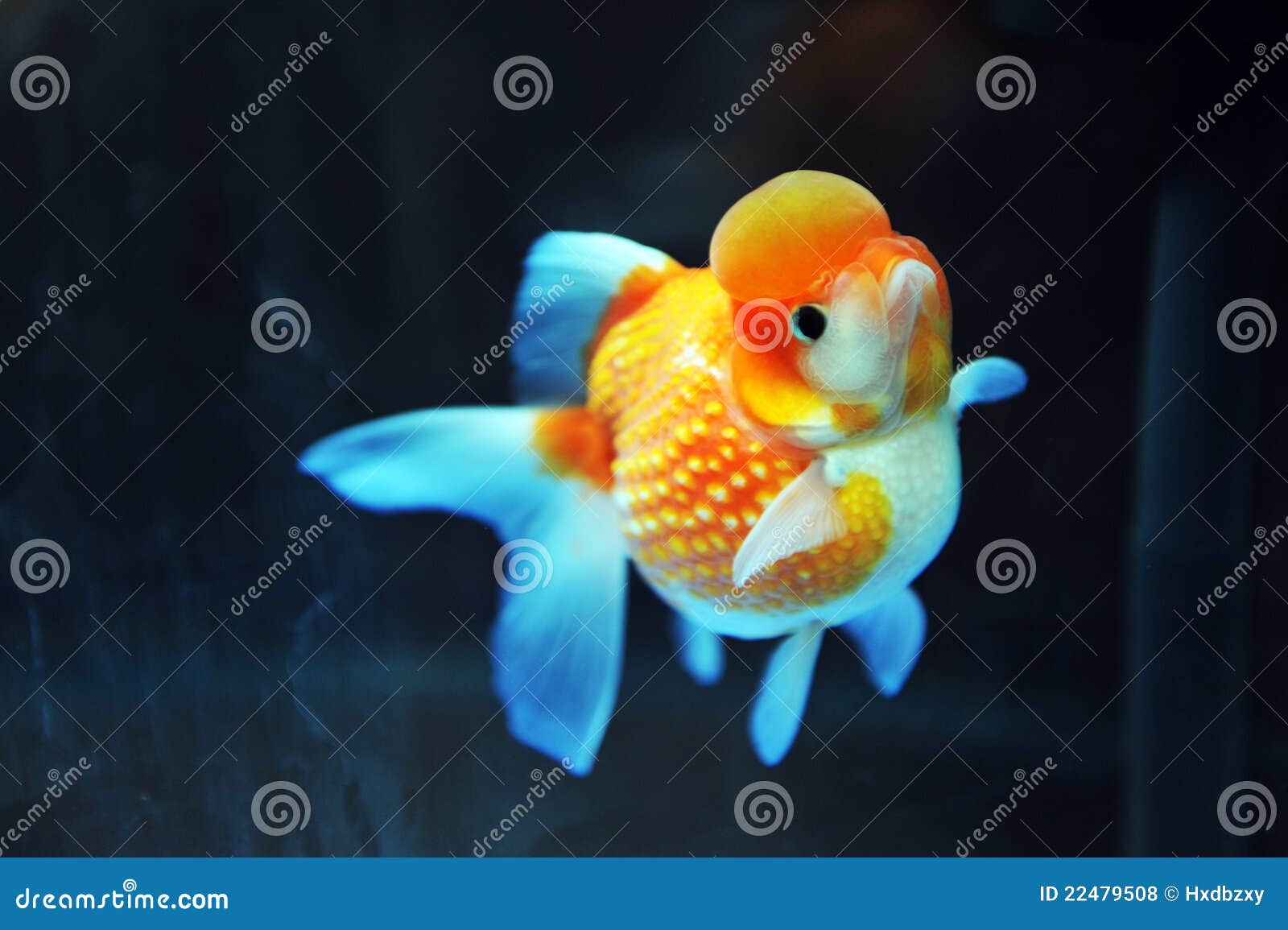 Lion head goldfish stock photo. Image of close, macro - 22479508