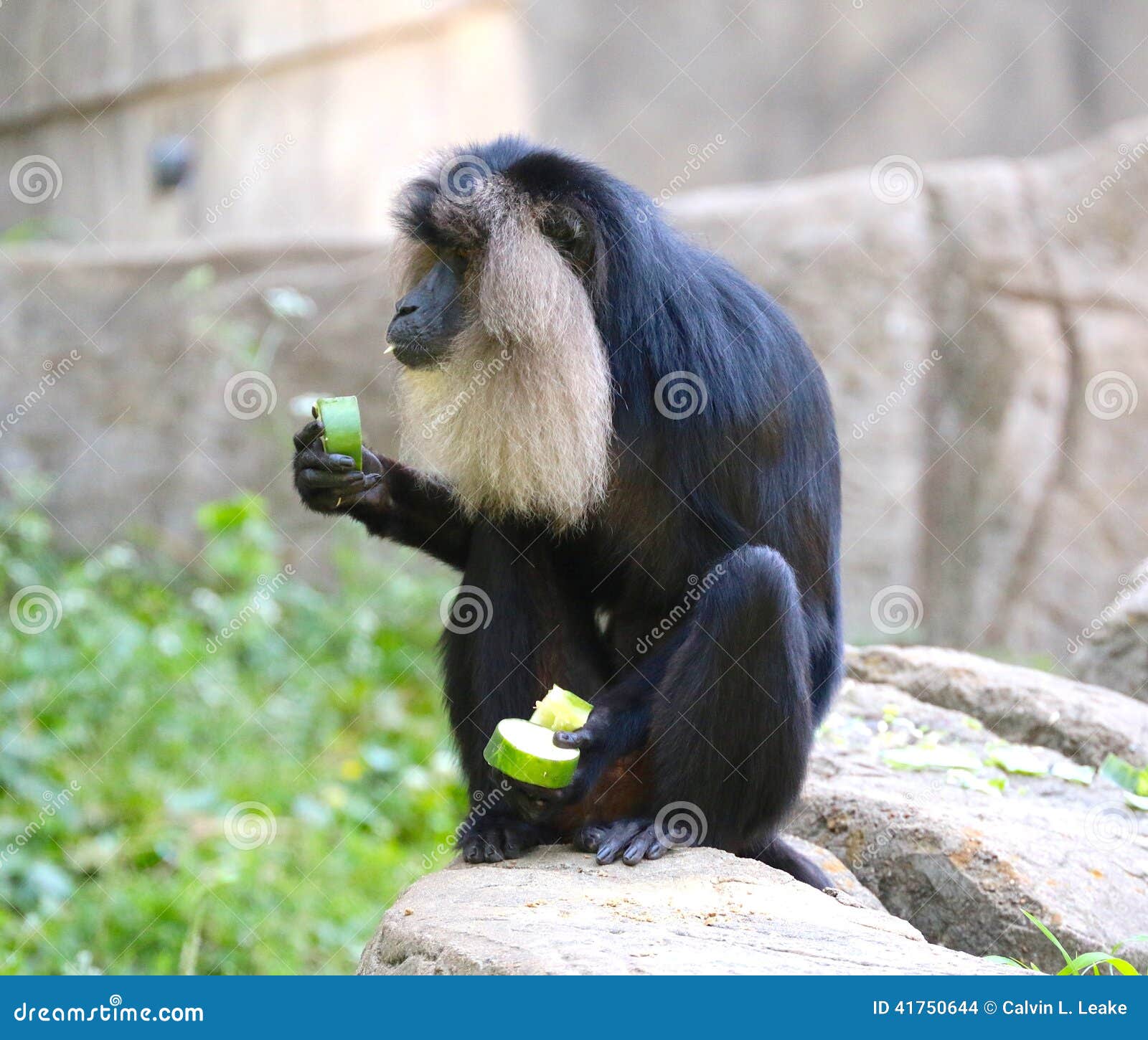 Lion Head Macaque Monkey Eating Het is Groenten Stock Foto - Image of ...
