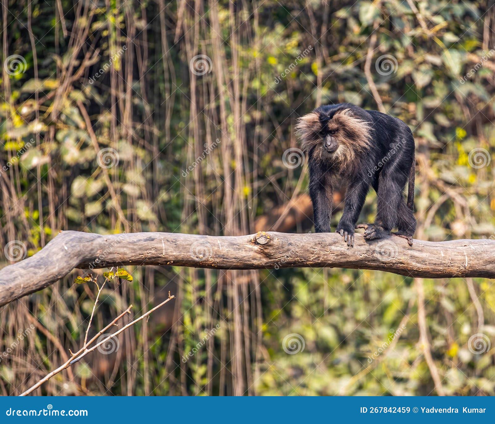 A Lion Head Monkey Balancing Stock Image - Image of head, body: 267842459