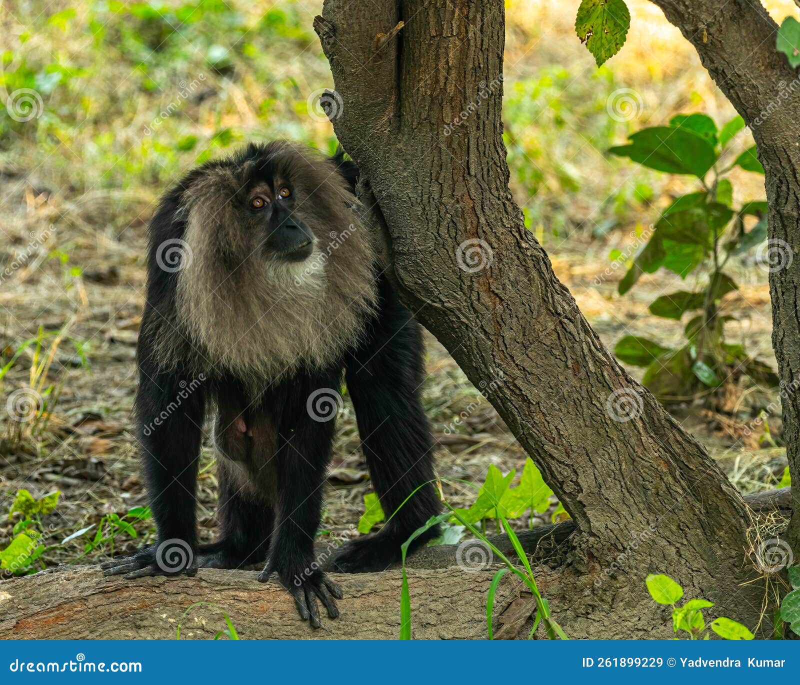 A Lion Head Monkey Looking Up Stock Image - Image of white, tree: 261899229