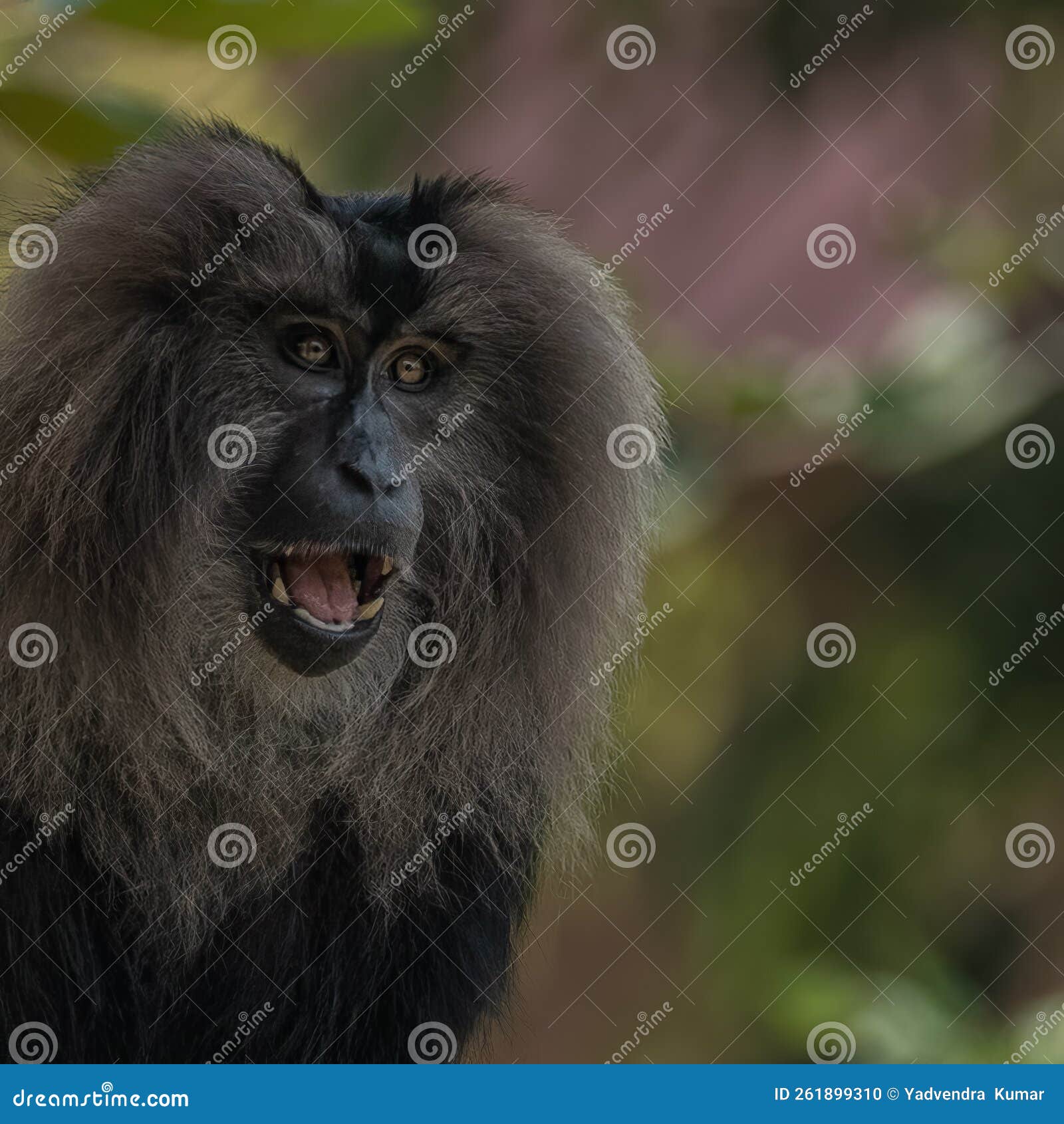 A Lion Head Monkey with Open Mouth Stock Photo - Image of adorable ...