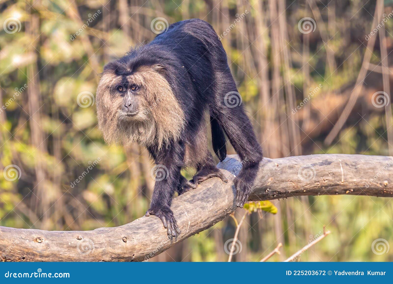 Lion Head Monkey Strolling on a Tree Stock Photo - Image of strolling ...