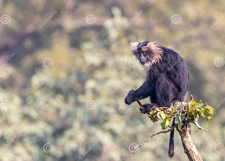 Lion Head Monkey and a Tree Stock Image - Image of funny, lion: 225203649